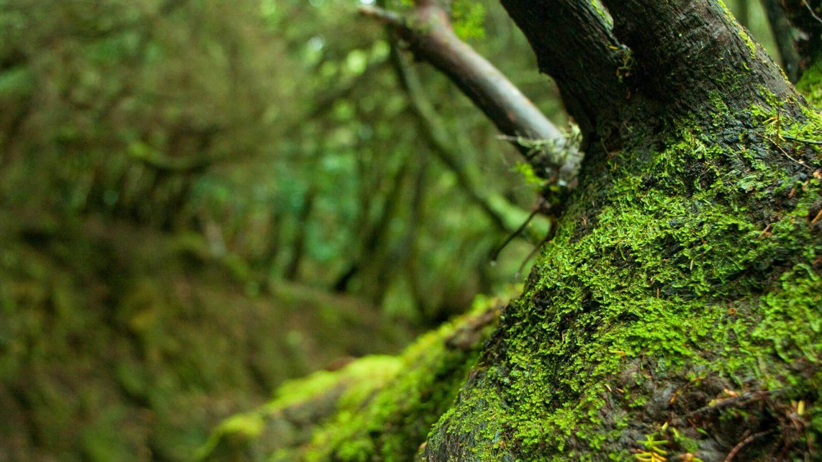Una excursión a un espacio natural y una experiencia sensorial | Ola ...